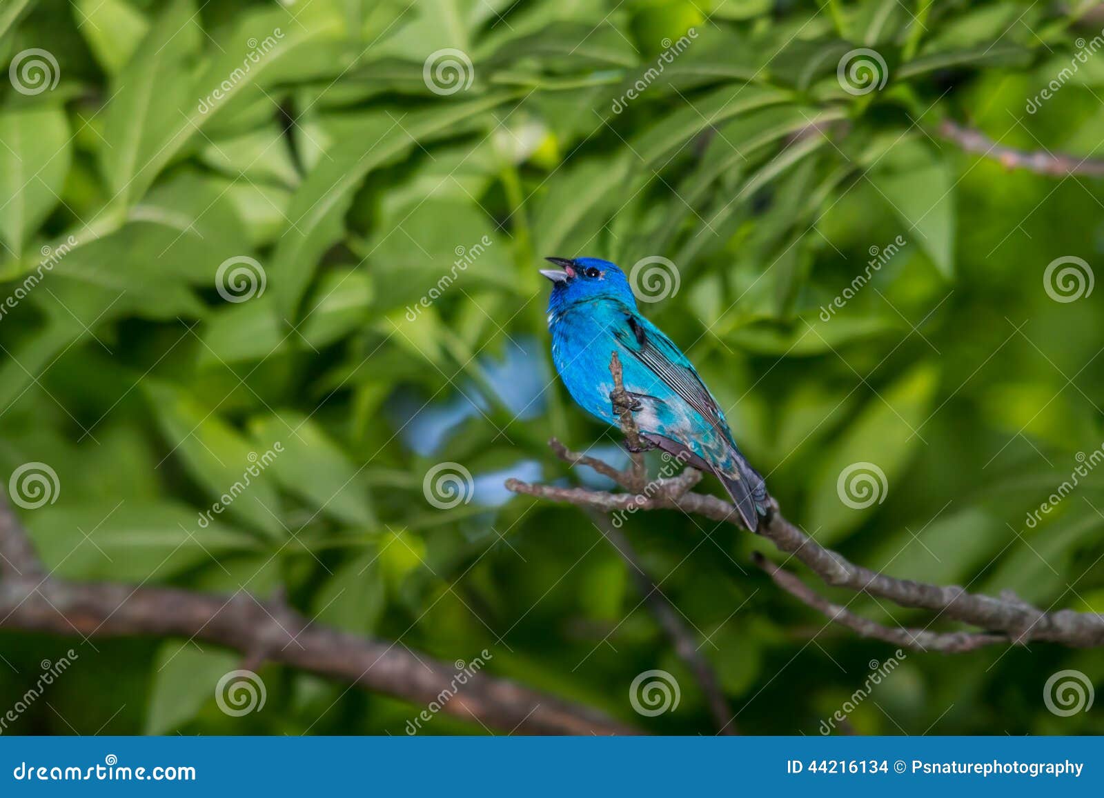 Singing indigo bunting stock photo. Image of perch, branch - 44216134