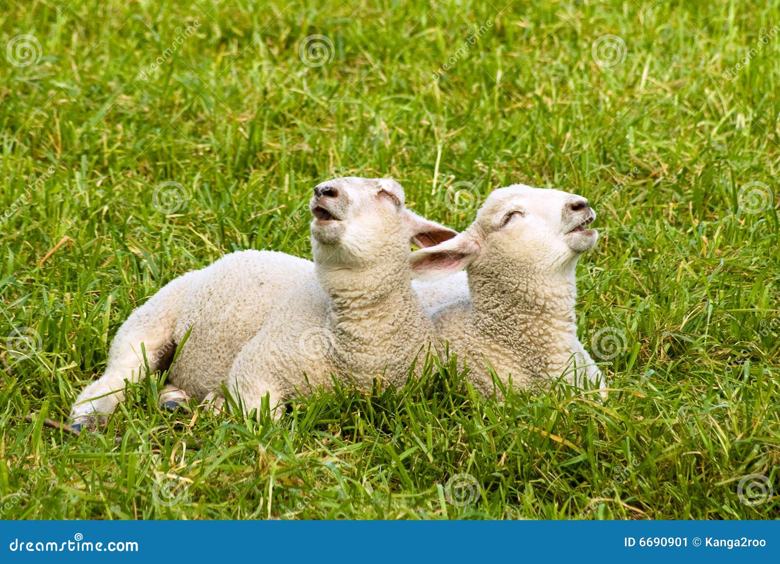 Singing lumbs stock image. Image of nature, green, farm - 6690901
