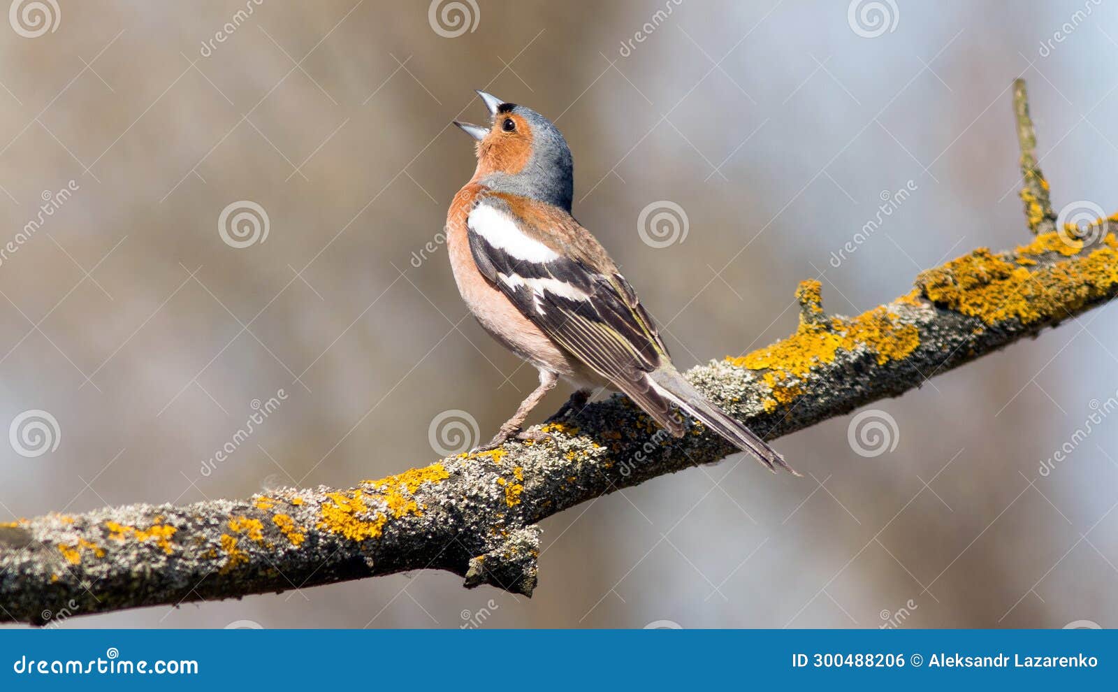 Singing Male Finch in Spring Stock Photo - Image of wing, hawfinch ...