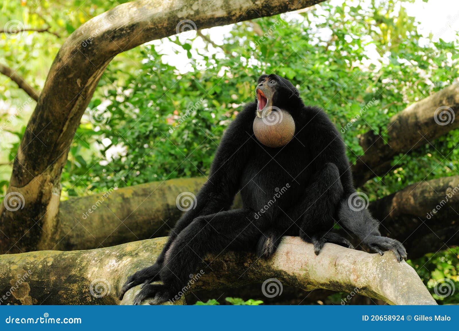 Singing Monkey stock photo. Image of curious, zoos, habitat - 20658924