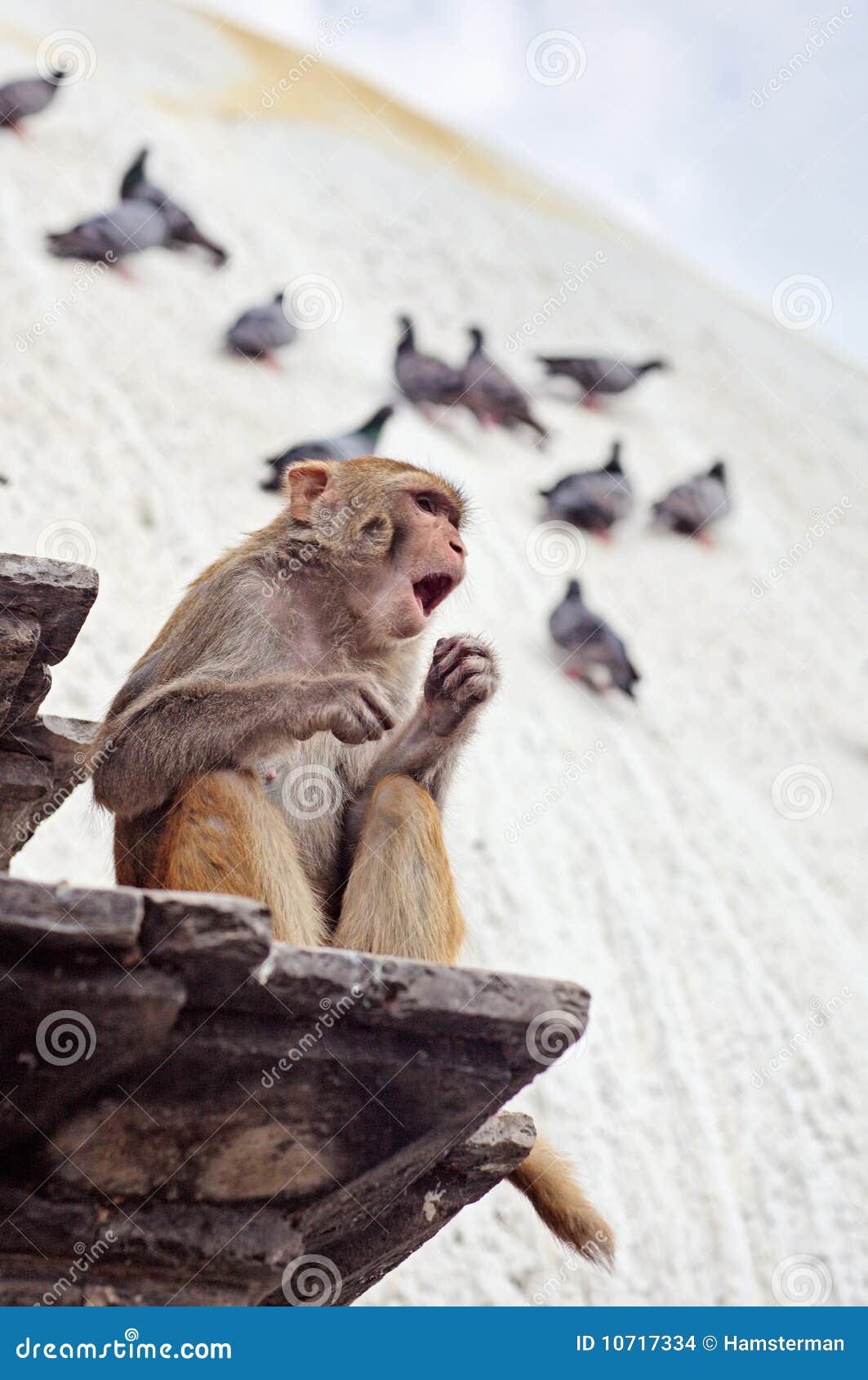 The singing monkey, Nepal stock photo. Image of meditating - 10717334