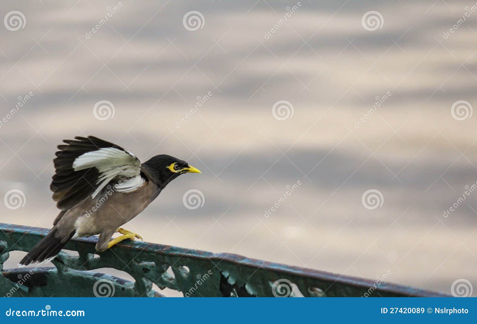 Singing Mynah Get Set To Fly Stock Image - Image of animal, adventure ...