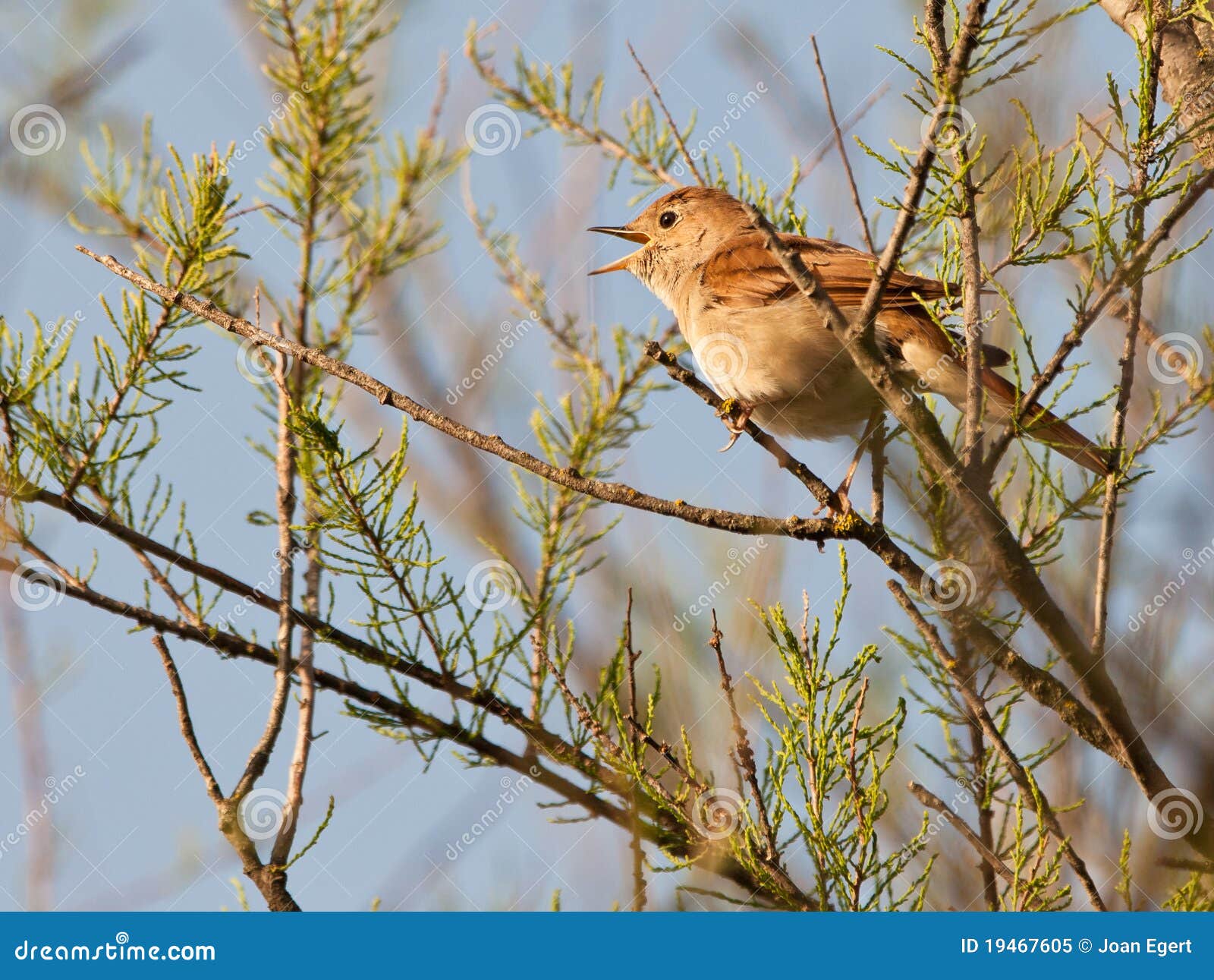 Singing Nightingale stock image. Image of megarhynchos - 19467605