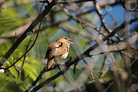 Singing nightingale stock photo. Image of living, april - 3013634