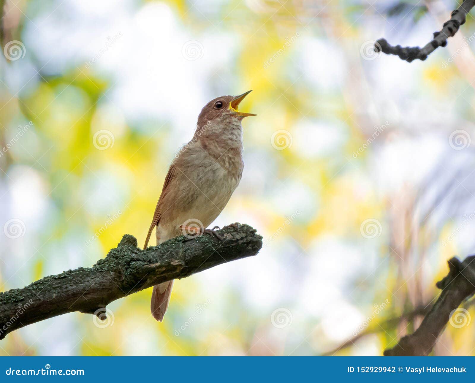 Singing Nightingale on a Tree Branch Stock Photo - Image of natural ...