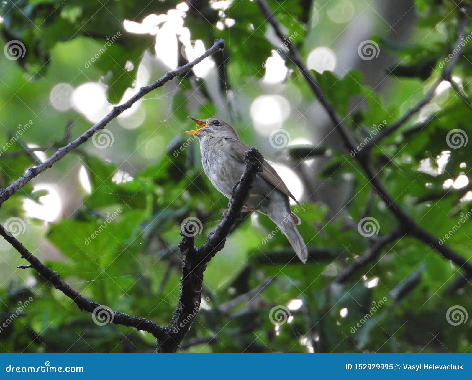 Singing Nightingale on a Tree Branch Stock Image - Image of open ...