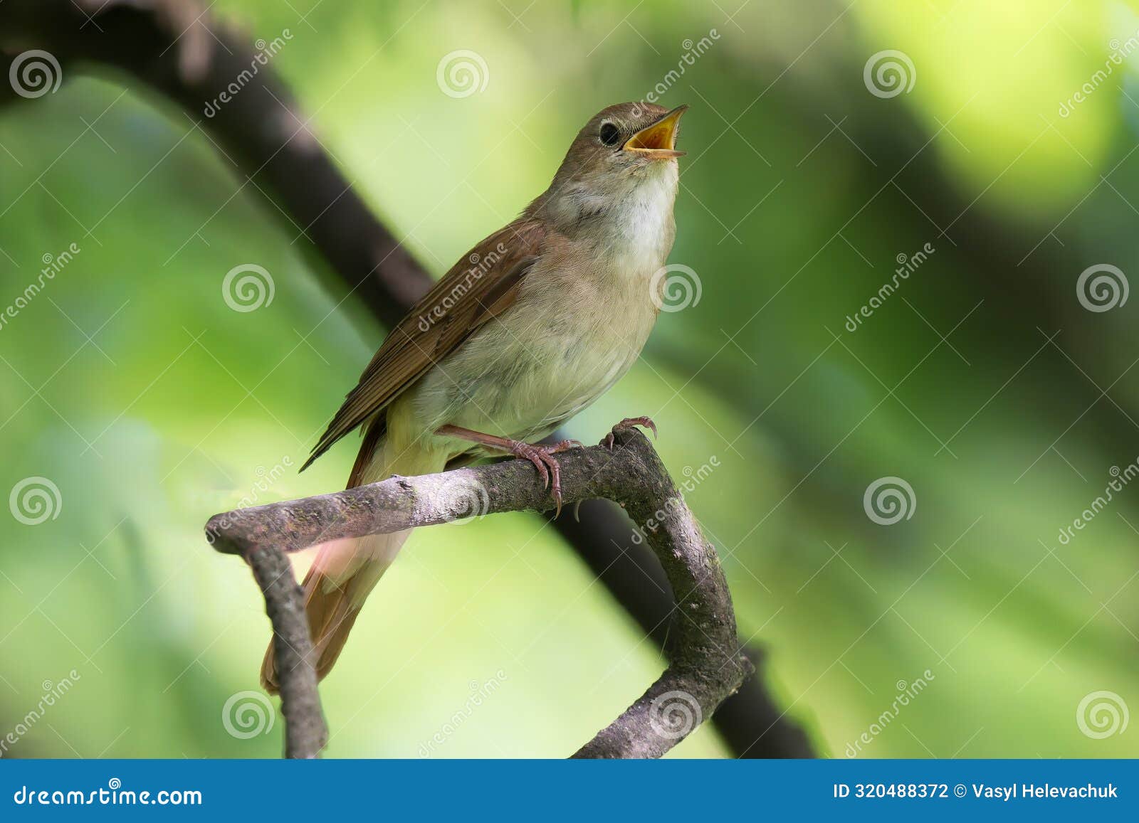 Singing Nightingale Royalty-Free Stock Photography | CartoonDealer.com ...
