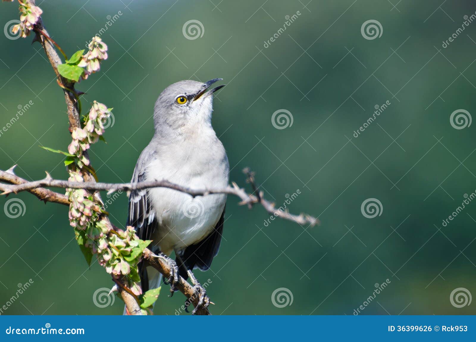 Singing Northern Mockingbird Perched in a Tree Stock Photo - Image of ...