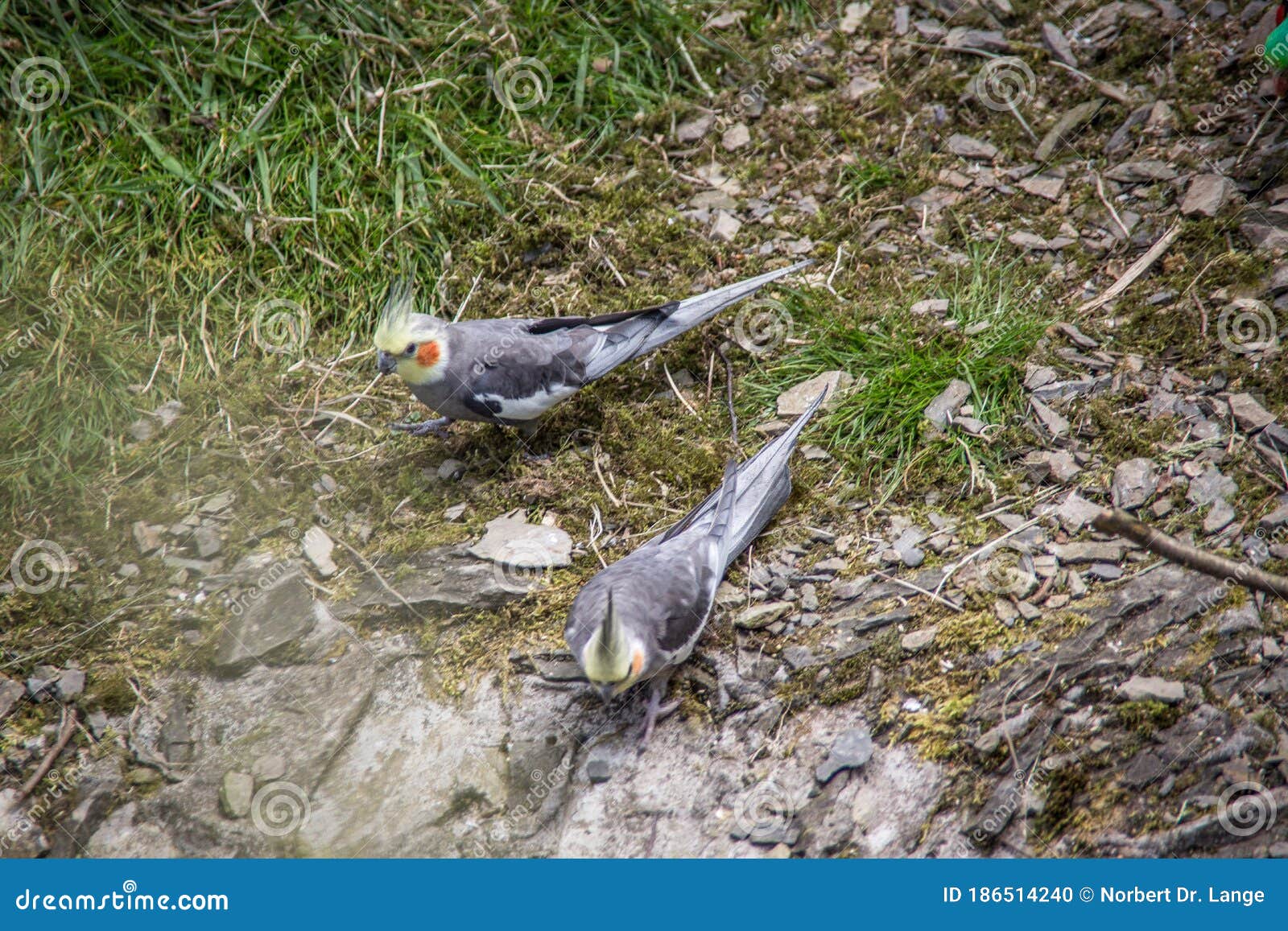 Singing parakeets sit stock photo. Image of plumage - 186514240