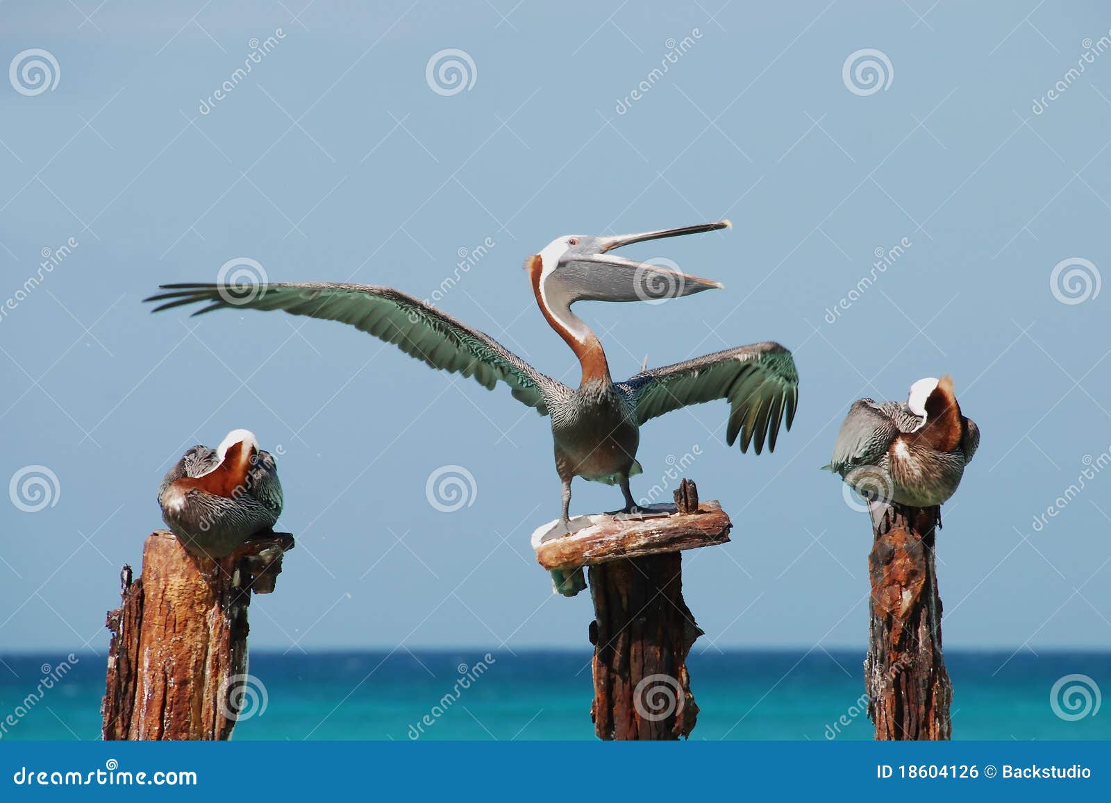 Singing Pelican stock photo. Image of protective, singing - 18604126