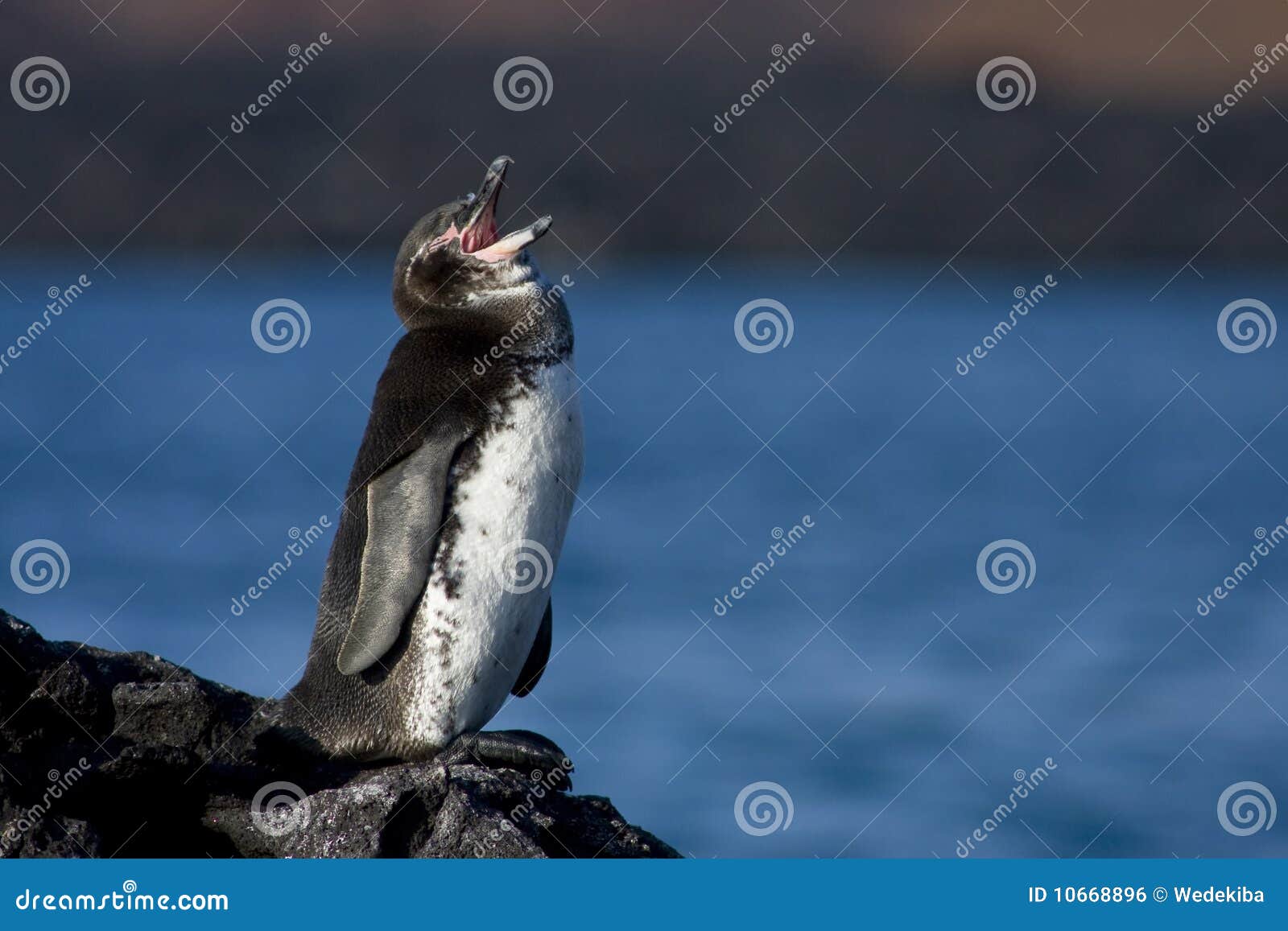 Singing Penguin stock photo. Image of island, ocean, trip - 10668896