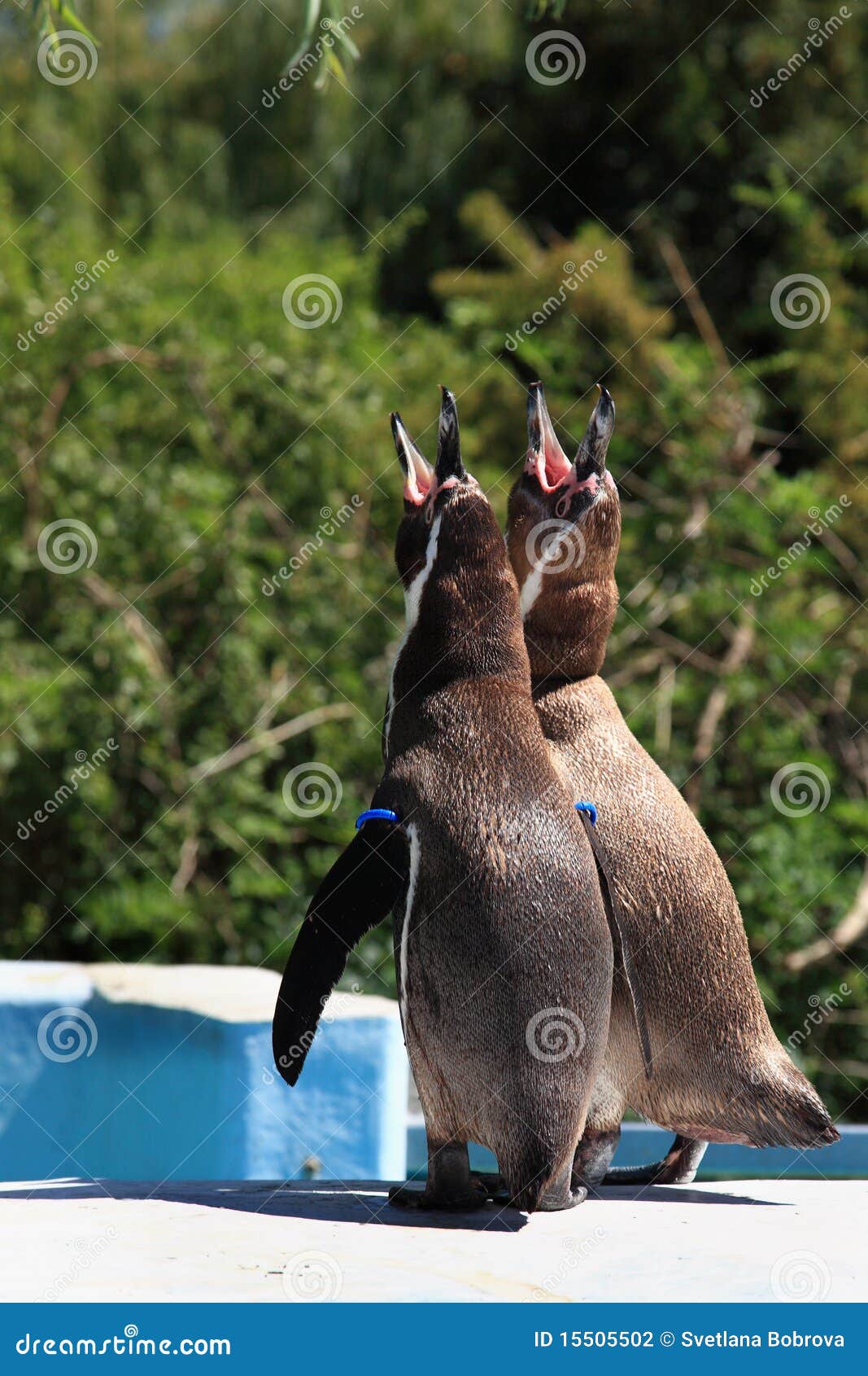 Singing penguins stock photo. Image of bird, aquatic - 15505502