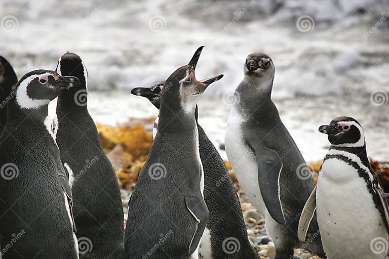 Singing Penguins stock image. Image of beak, four, animals - 4332623