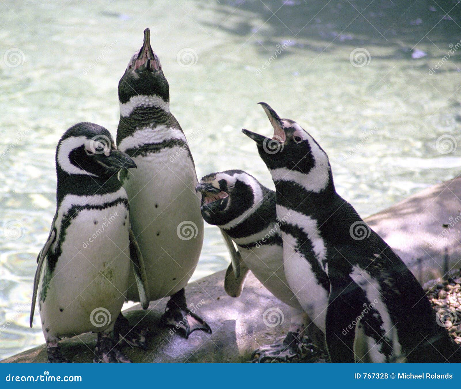 Singing penguins stock photo. Image of feet, four, gathering - 767328