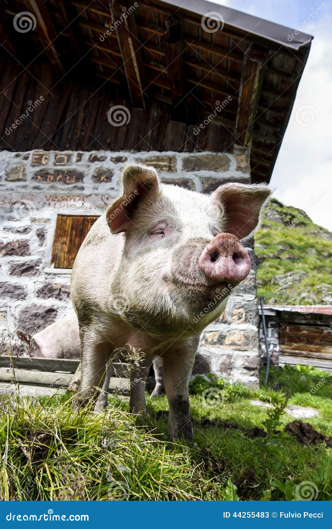 A singing pig stock image. Image of meek, ears, farm - 44255483