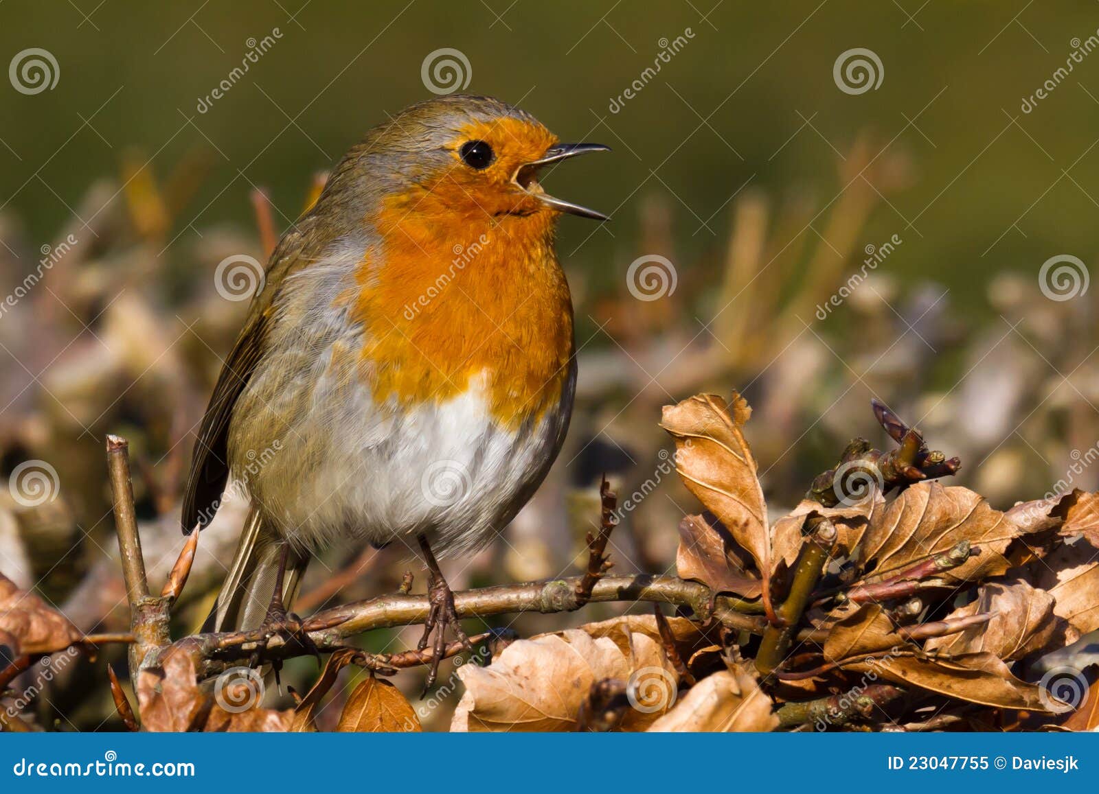 Singing Robin stock image. Image of singing, turdidae - 23047755