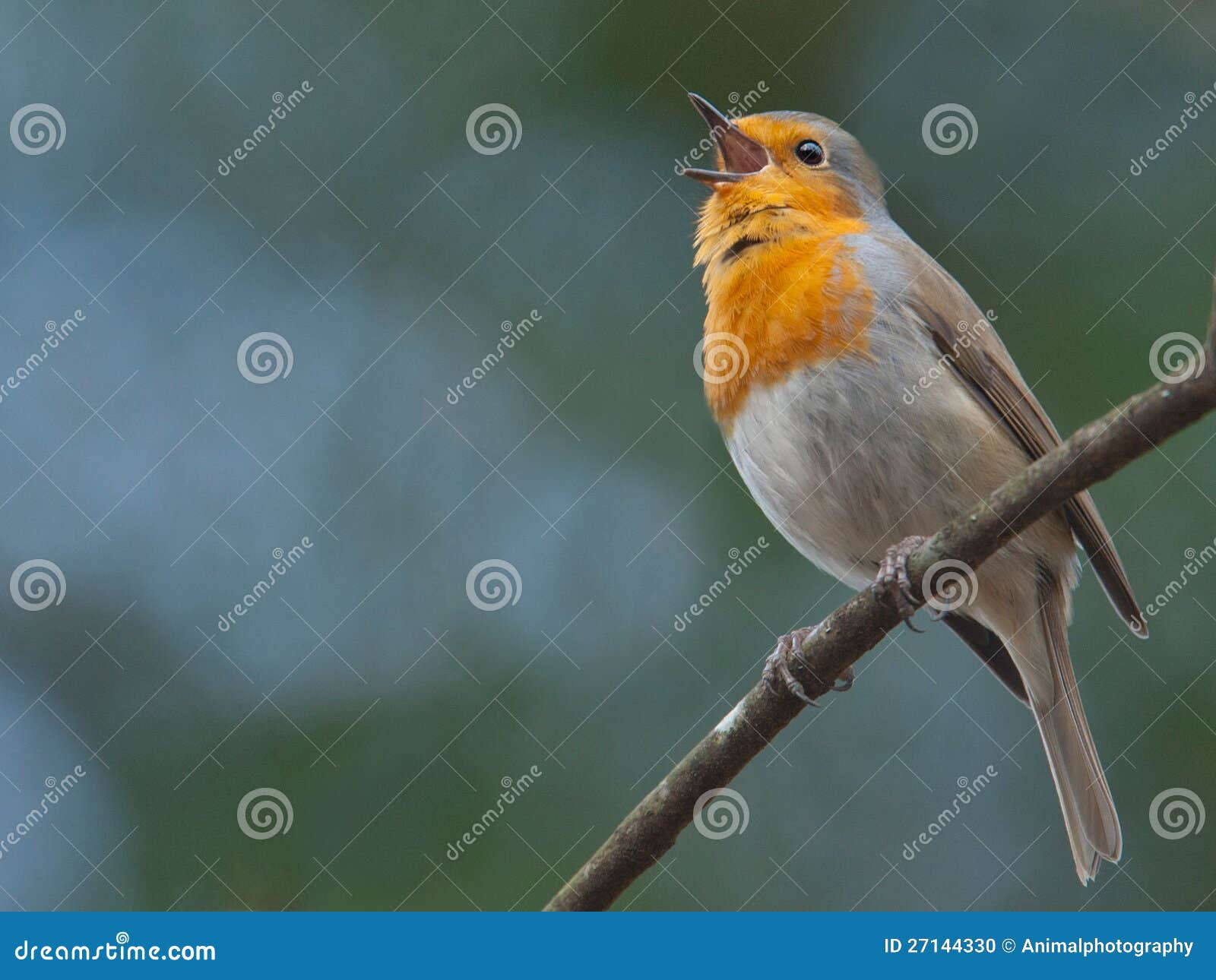 Singing Robin stock photo. Image of feather, fragile - 27144330