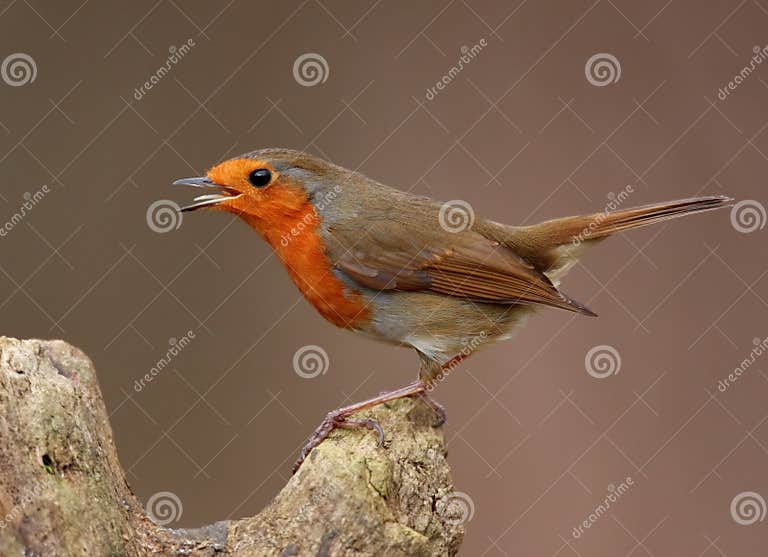 Singing Robin bird stock photo. Image of robin, nature - 18225940