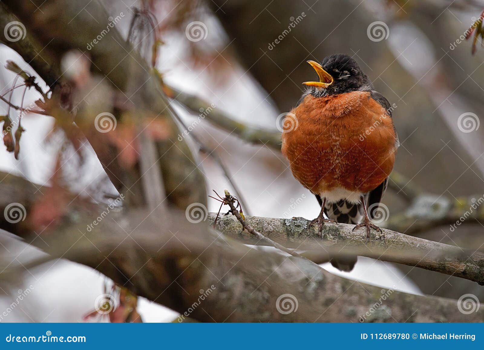 Singing Robin Bird stock photo. Image of rain, singingbird - 112689780