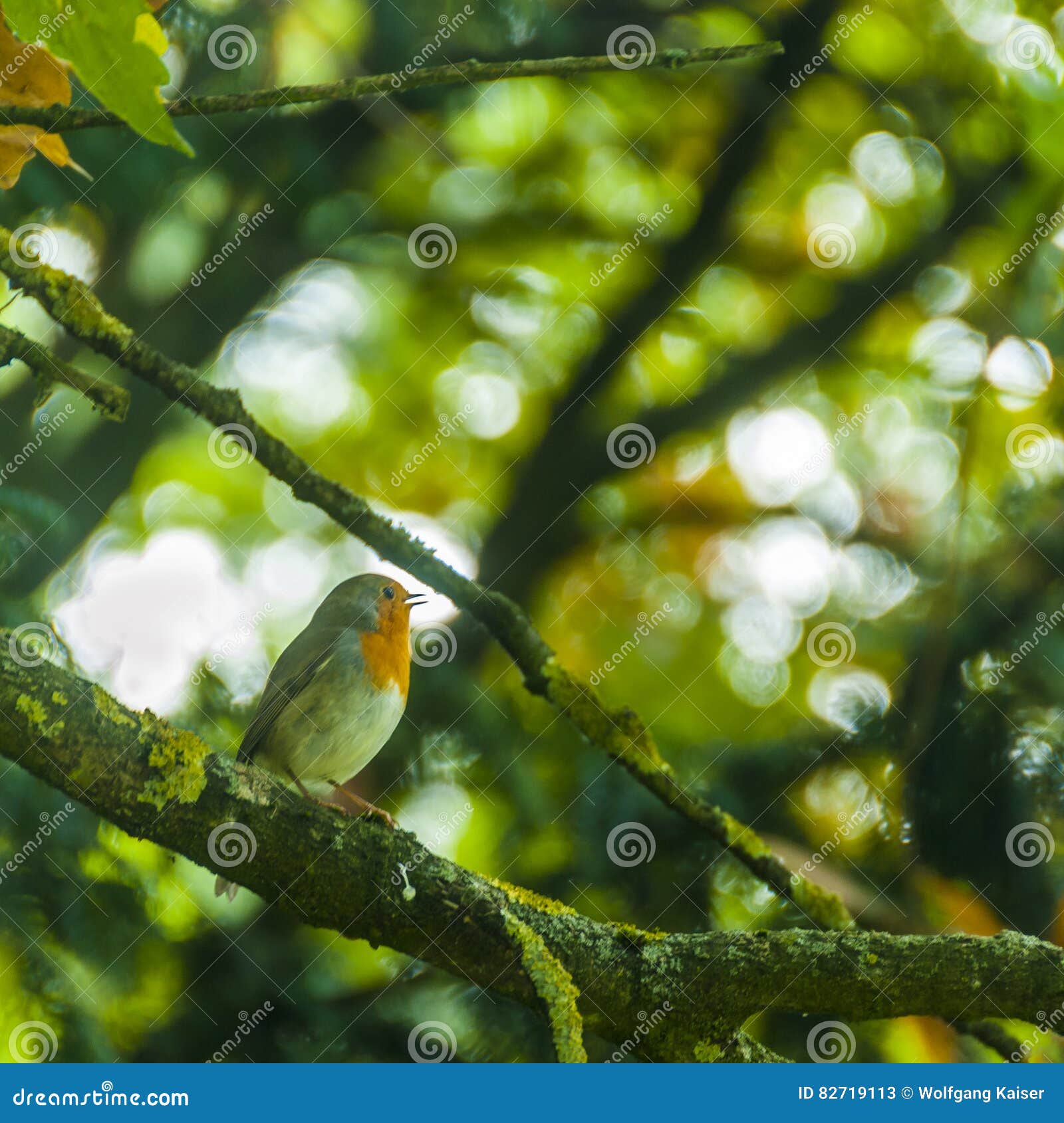 Singing Robin stock image. Image of chirping, lichen - 82719113
