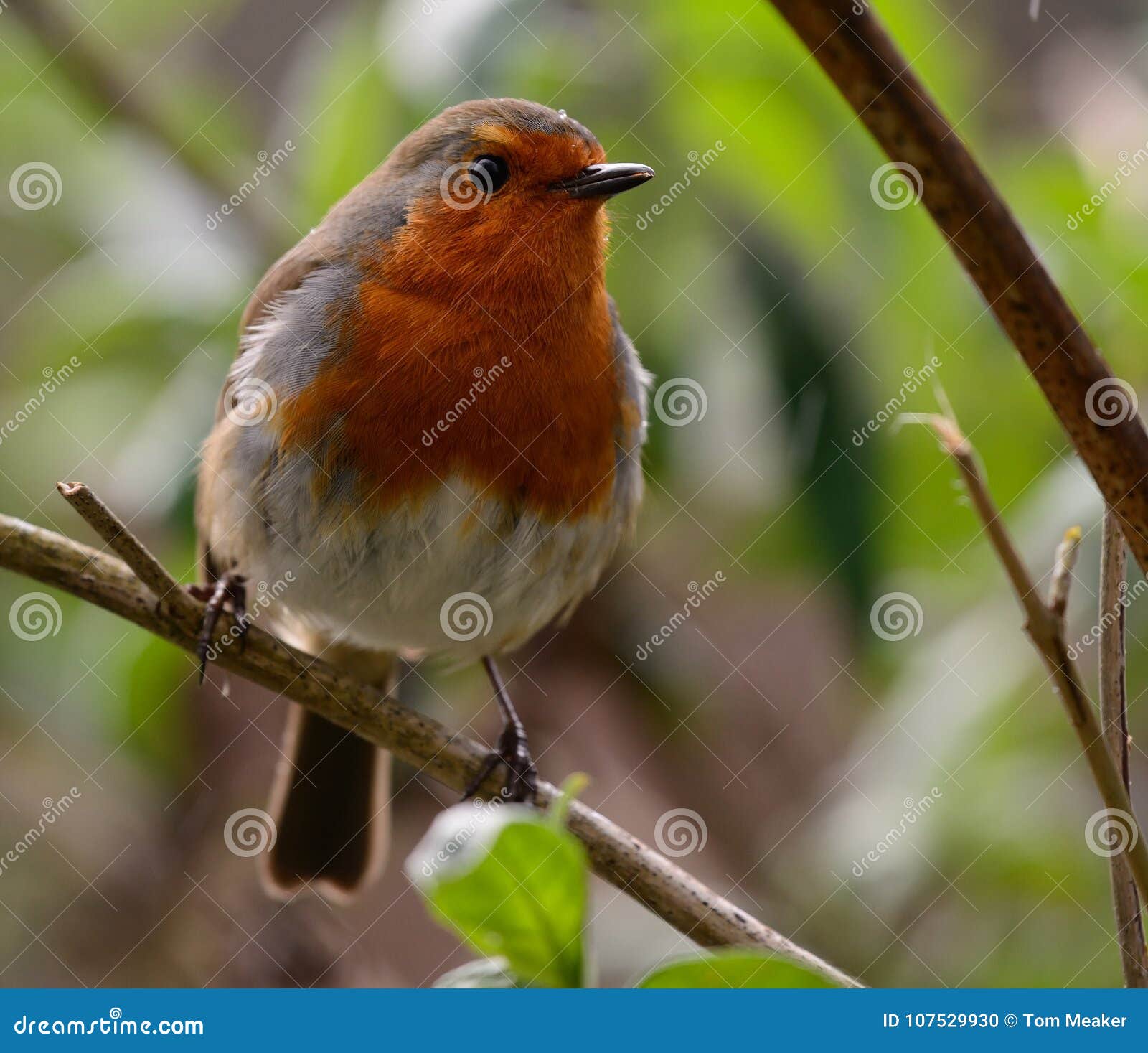 Singing robin stock photo. Image of closeup, bird, rain - 107529930