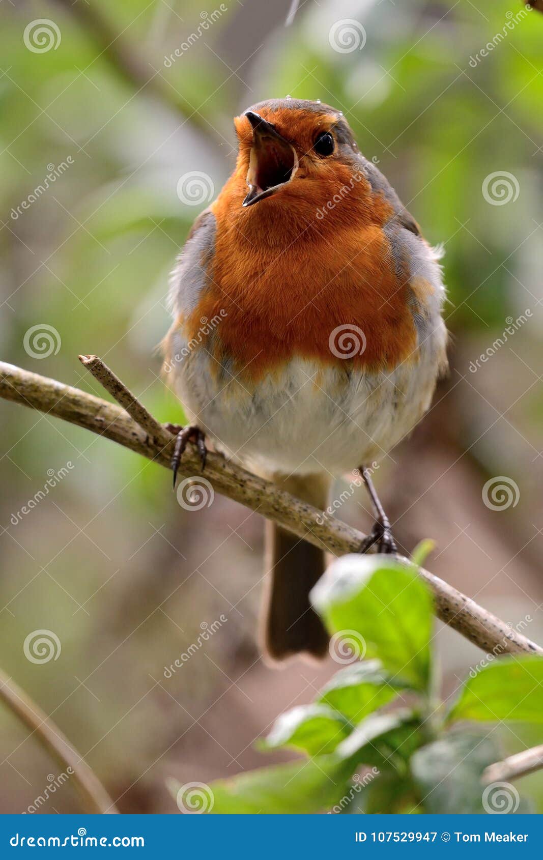Singing robin stock image. Image of natural, nature - 107529947