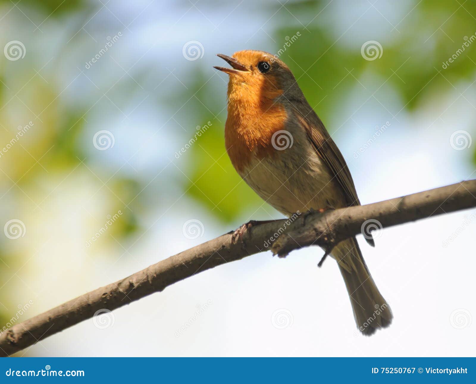 Singing Robin in spring stock image. Image of singing - 75250767
