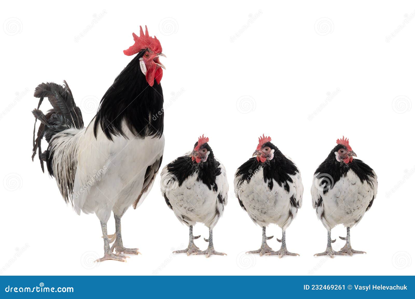 Singing Red Rooster Royalty-Free Stock Photo | CartoonDealer.com #38368245