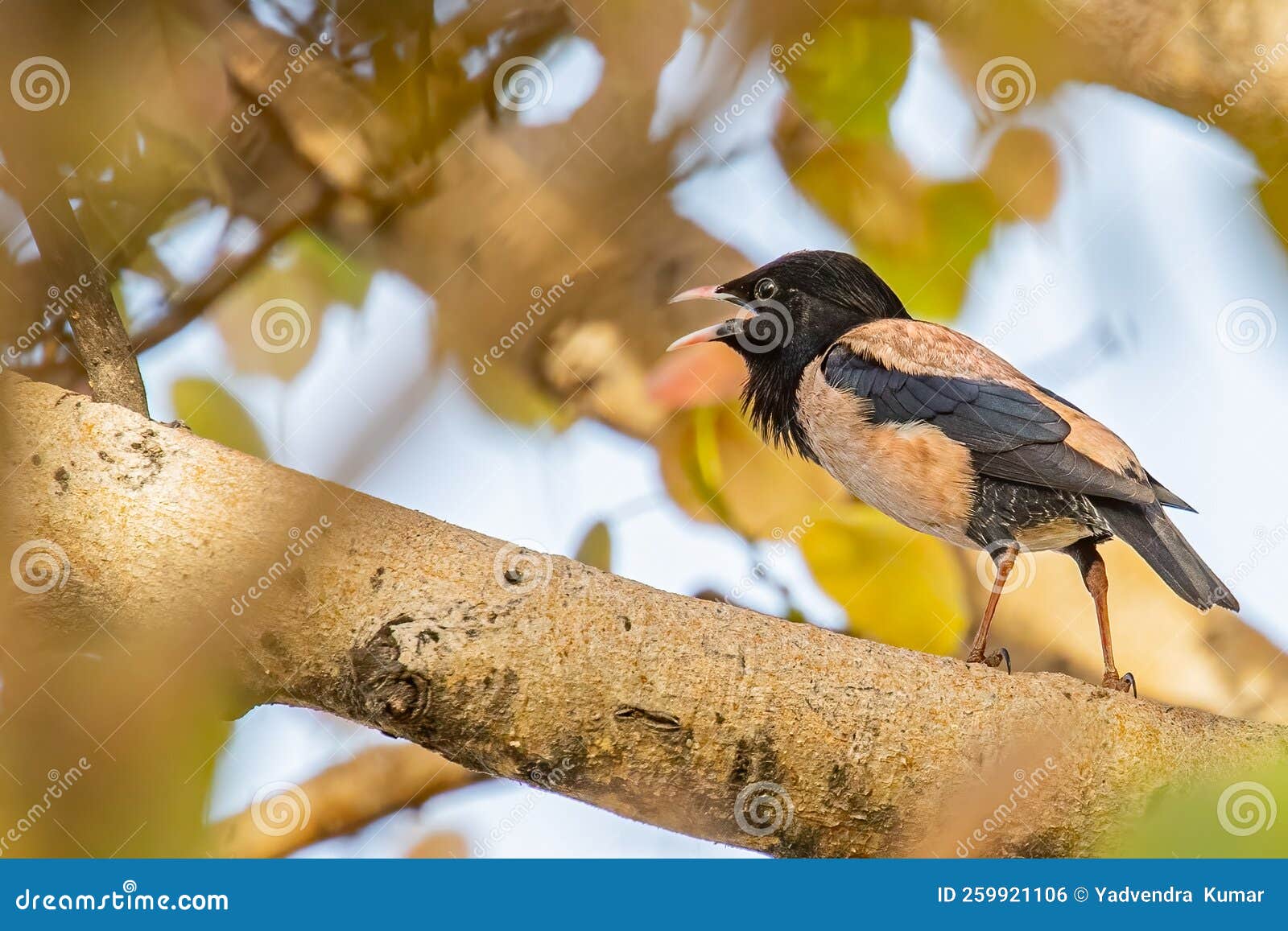Singing Rosy Starling on a Tree Stock Photo - Image of tree, wildlife ...