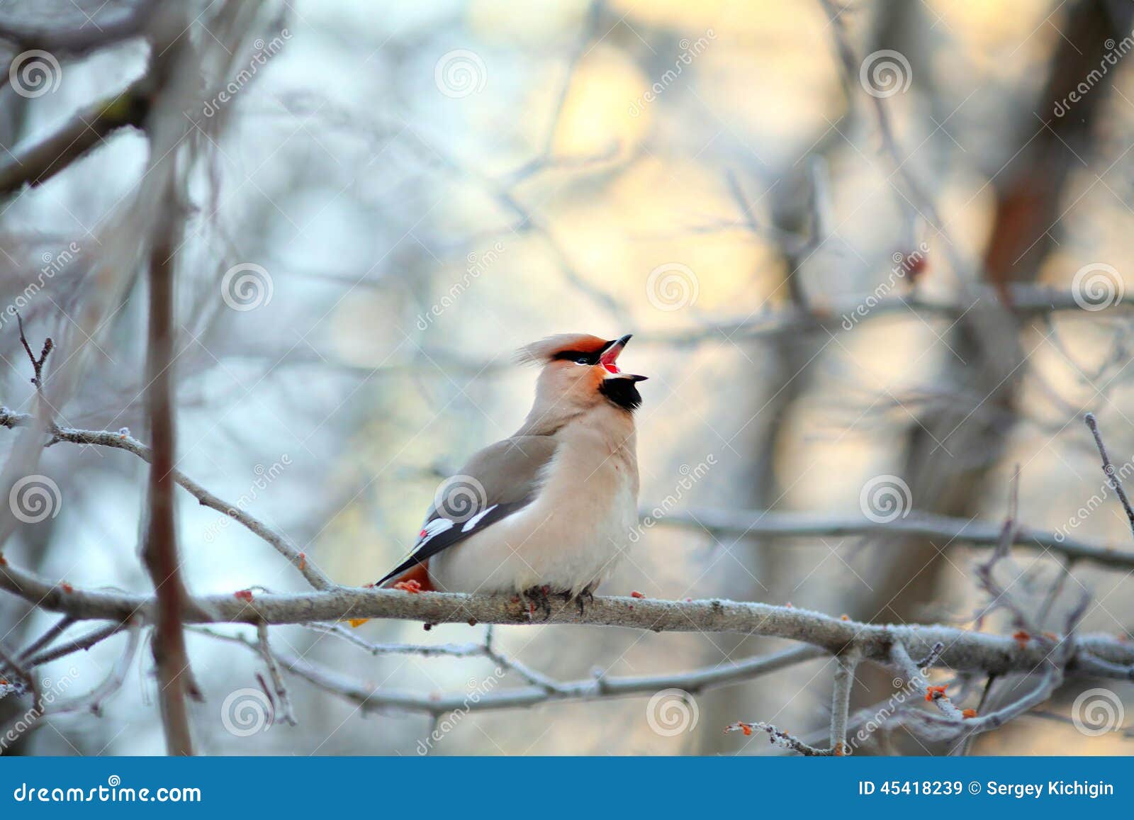 1,712 Winter Birds Singing Stock Photos - Free & Royalty-Free Stock ...