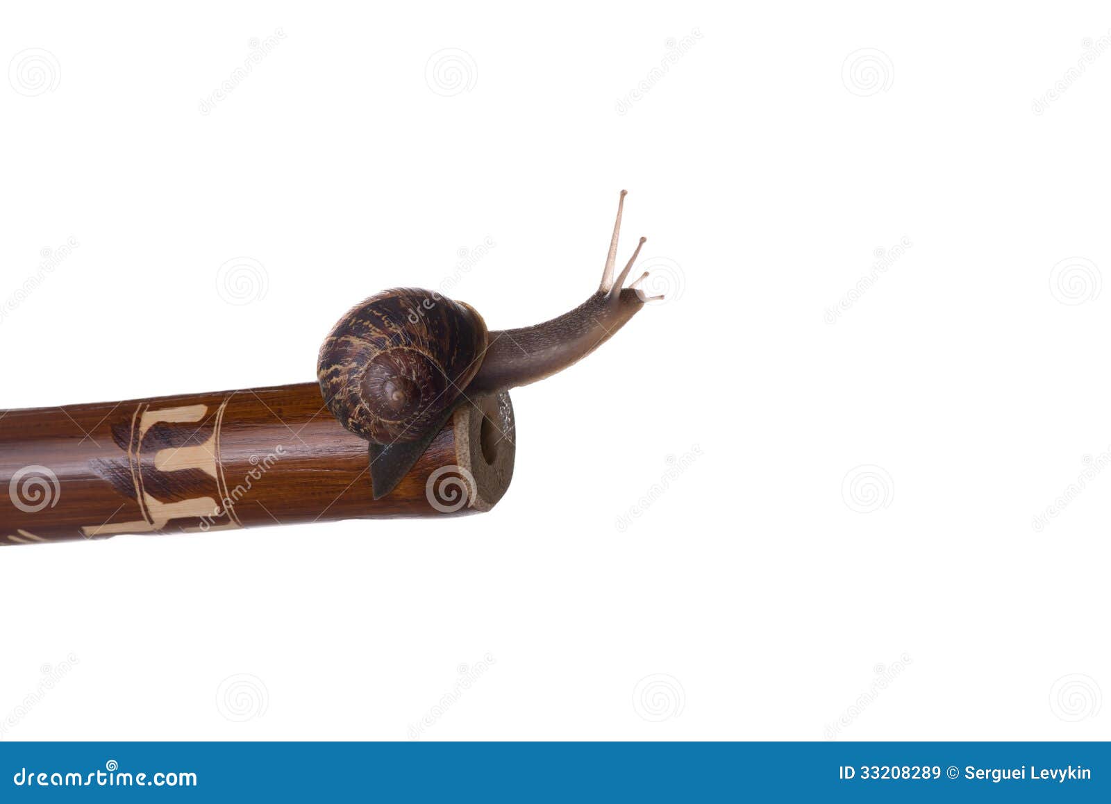 Singing snail on a flute stock image. Image of wildlife - 33208289