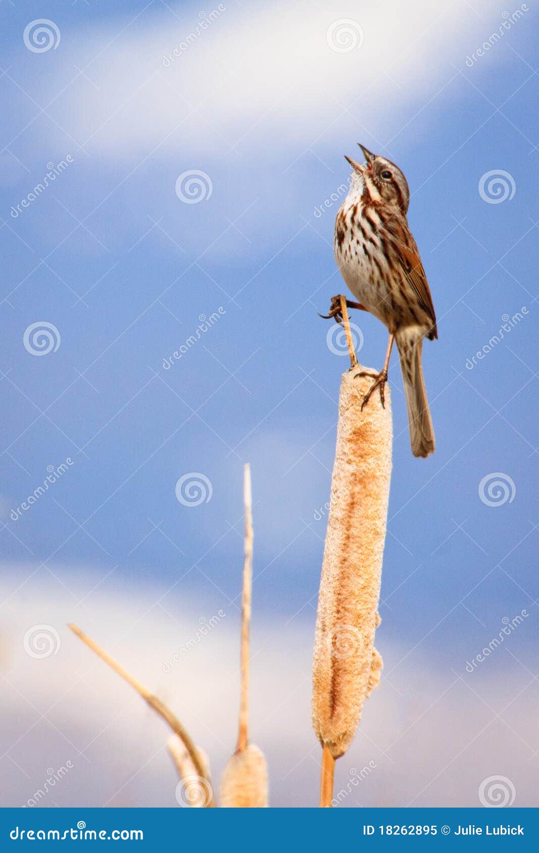 Singing Song Sparrow stock image. Image of call, calling - 18262895