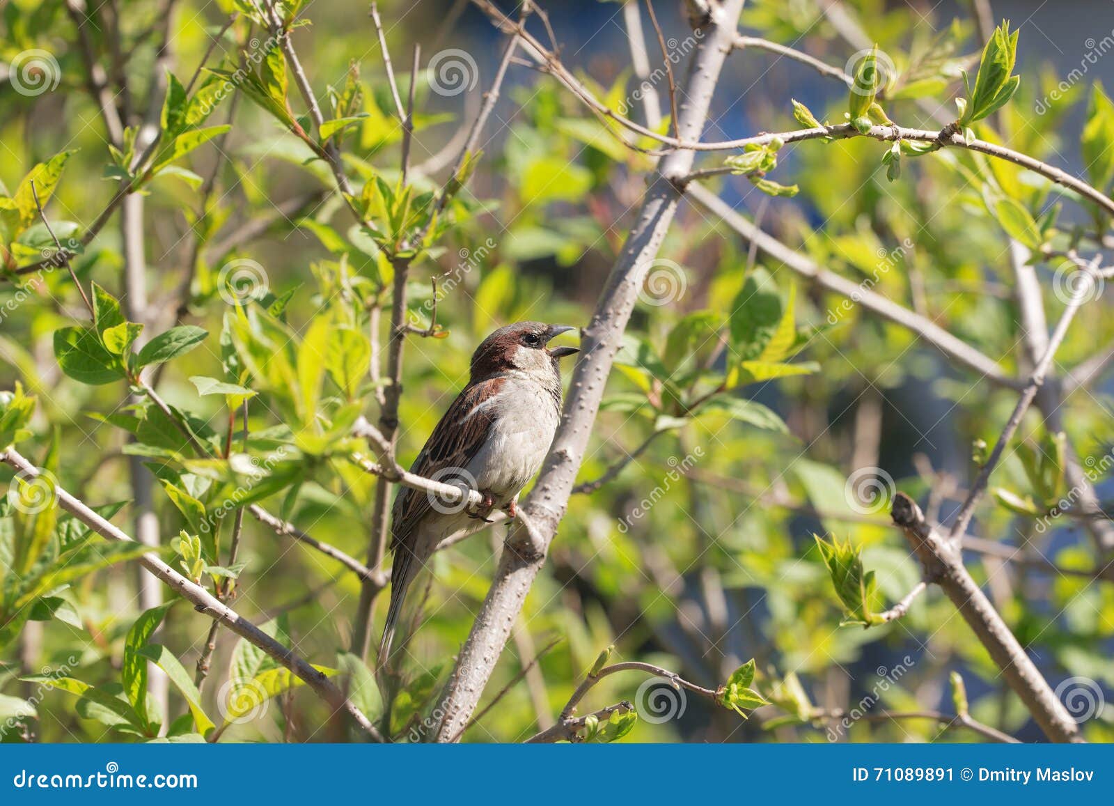 Singing sparrow in spring stock image. Image of animals - 71089891