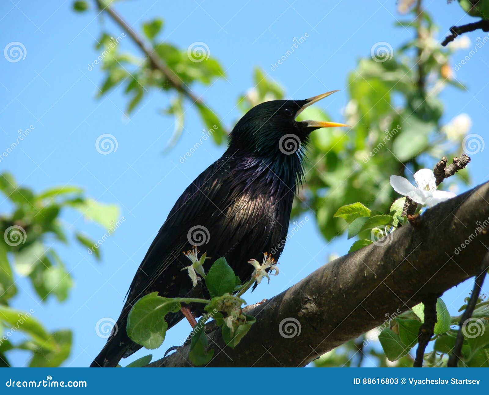 A singing starling stock image. Image of insects, flowers - 88616803