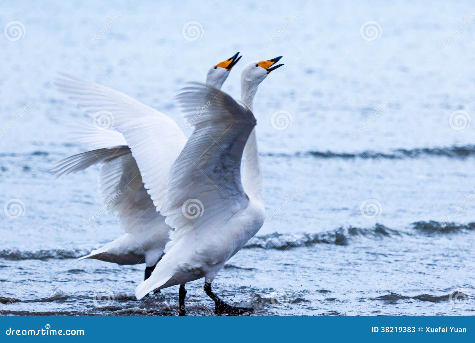 Singing swan couple stock image. Image of white, couple - 38219383