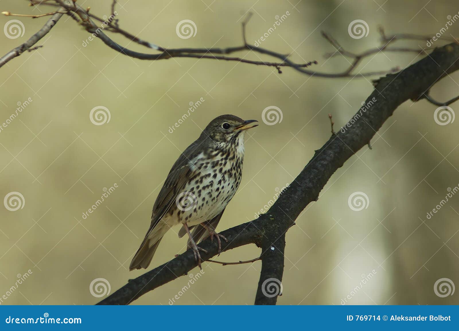 Singing thrush stock photo. Image of call, protected, nature - 769714