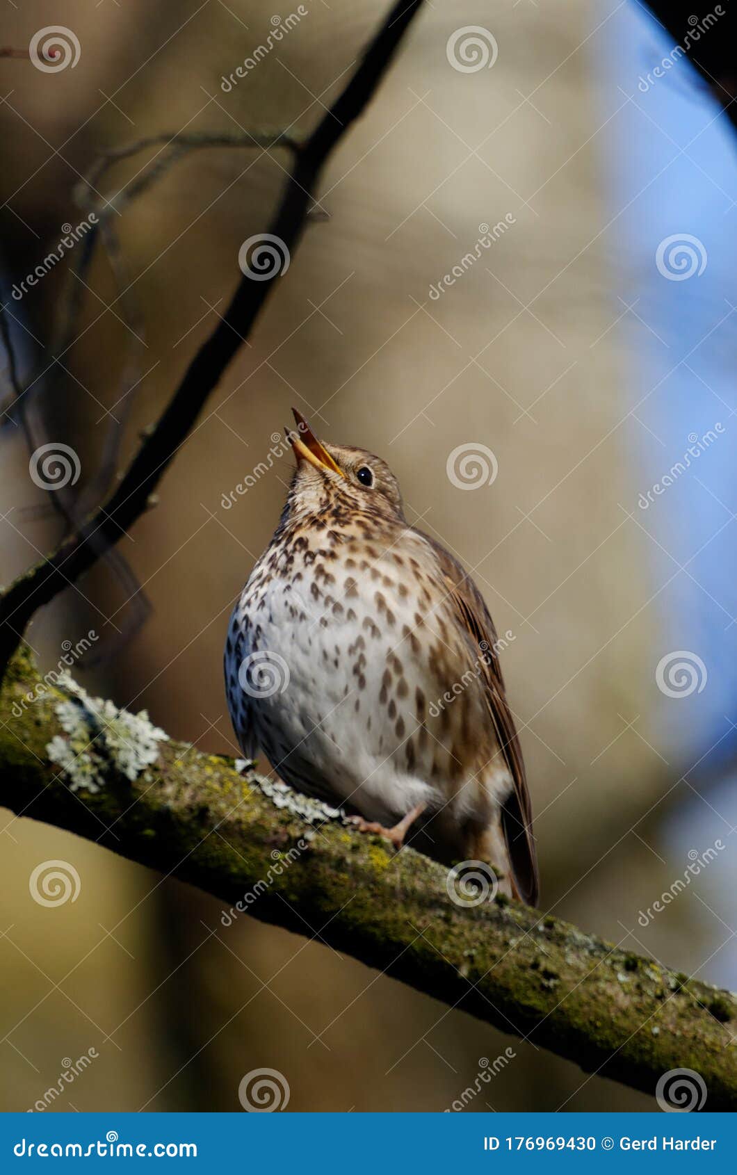 Singing thrush on a branch stock photo. Image of forest - 176969430
