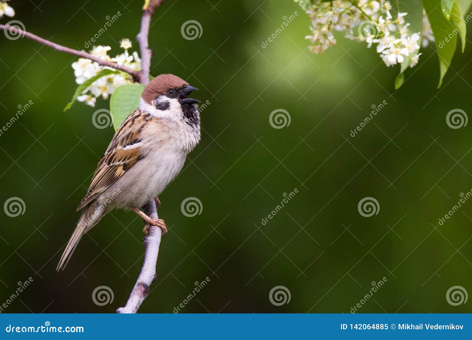 Singing Tree Sparrow Bird on a Branch Stock Image - Image of beak ...