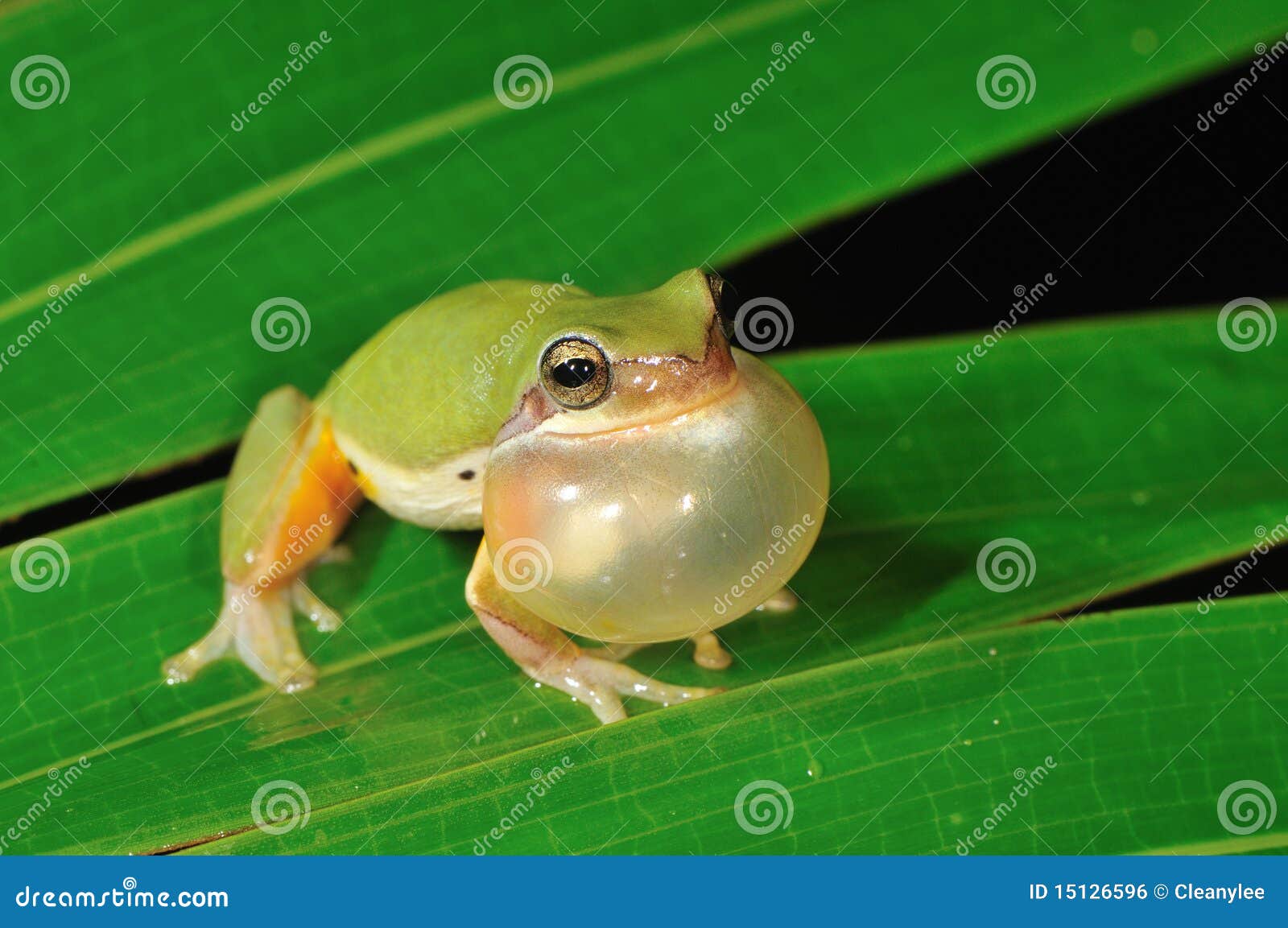 Singing Treefrog stock photo. Image of chinese, hyla - 15126596