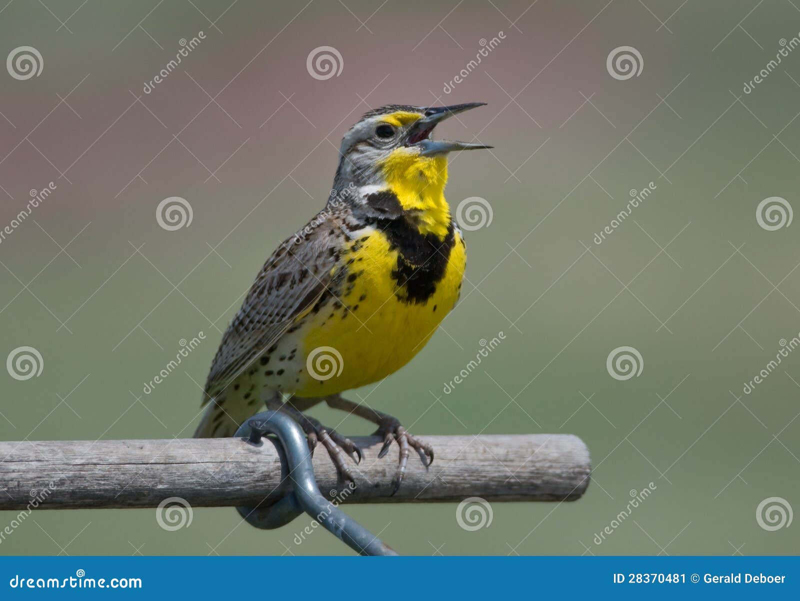 Singing Western Meadowlark stock image. Image of prairie - 28370481