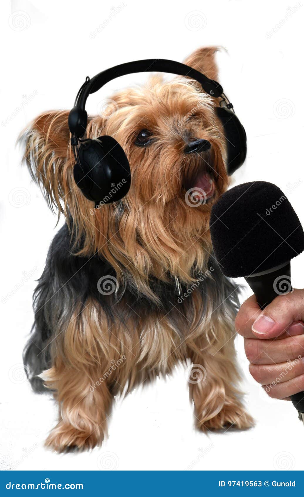 Singing yorkshire terrier stock image. Image of music - 97419563