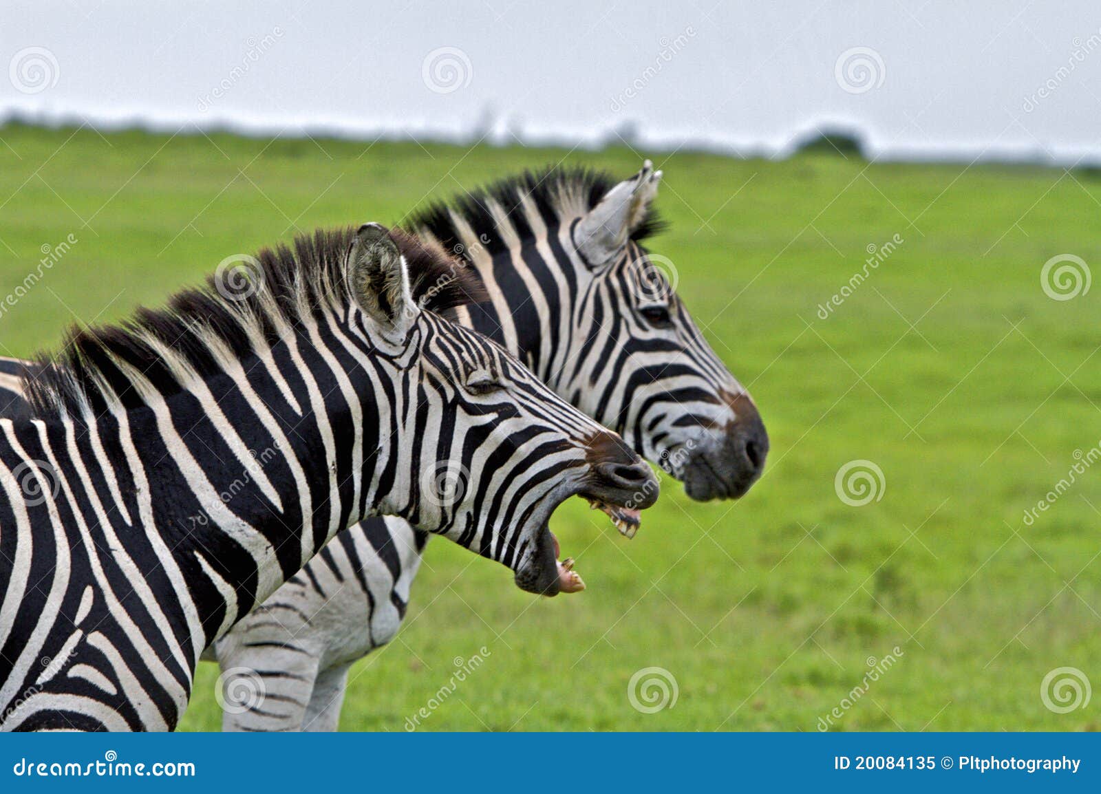 Singing Zebra stock image. Image of grasslands, africa - 20084135