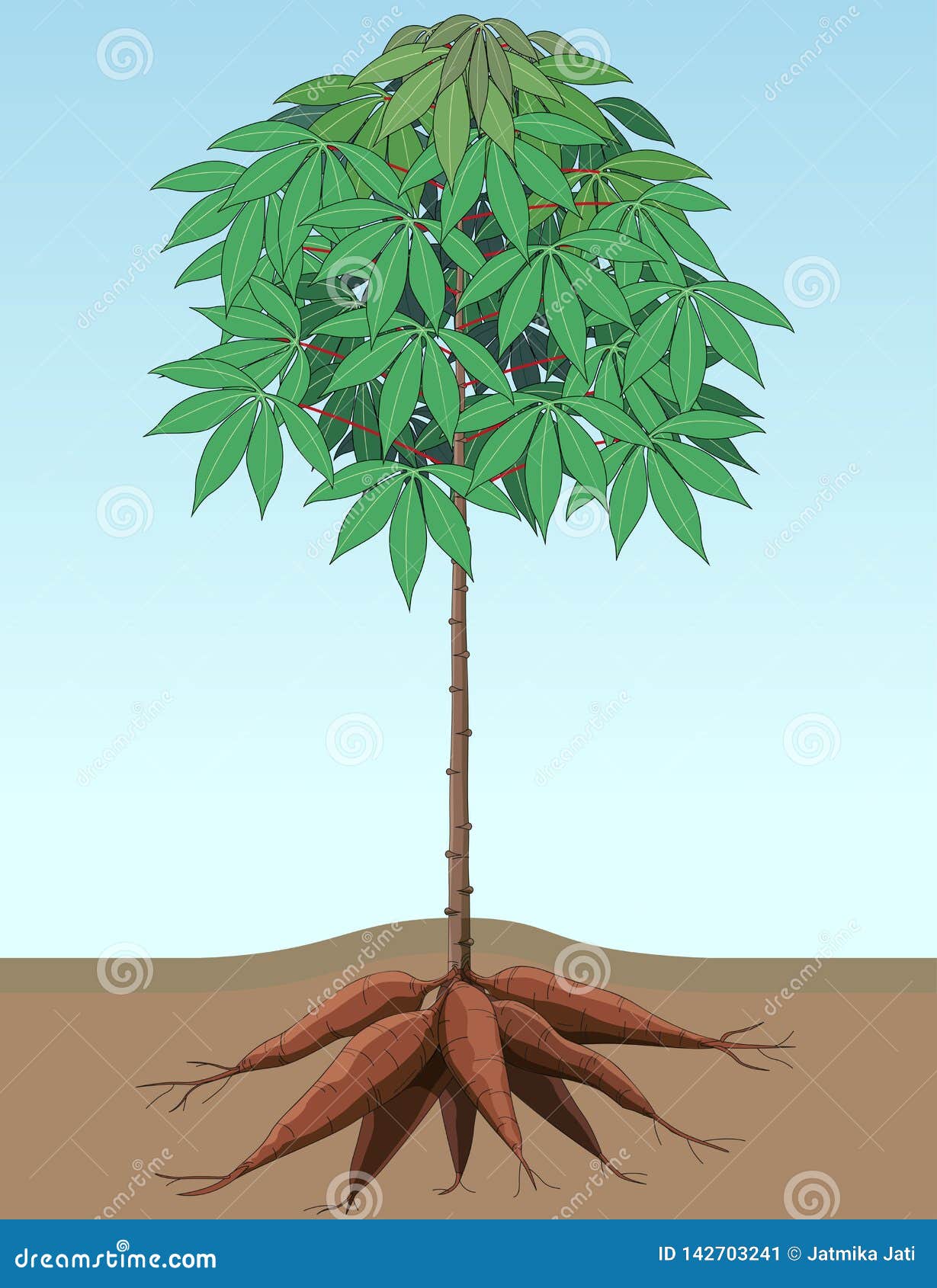 Cassava plants stock vector. Illustration of land, cassava - 142703241
