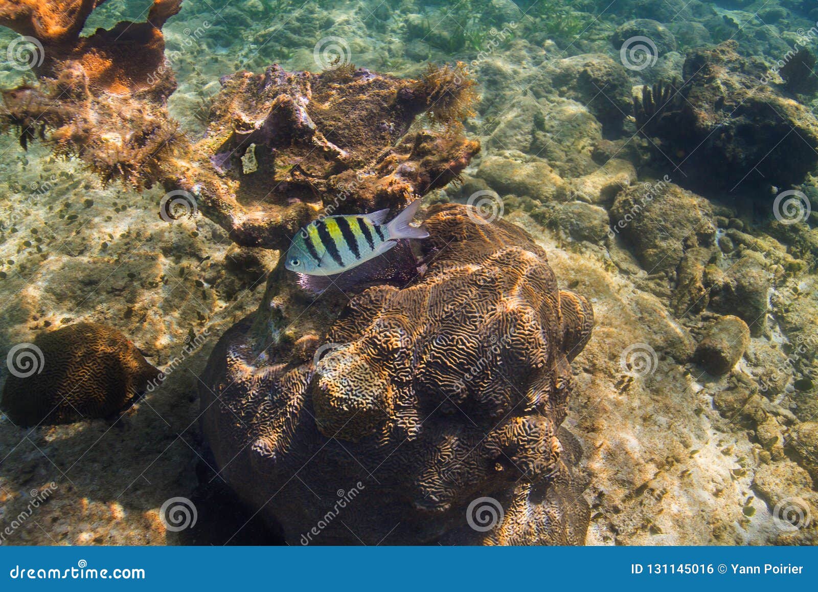 Sergeant major fish stock photo. Image of major, dream - 131145016
