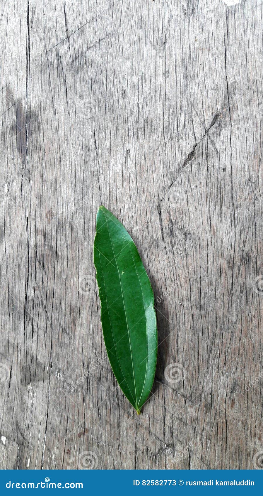 A Single Acacia Leaf on a Rustic Wooden Background Stock Image - Image ...