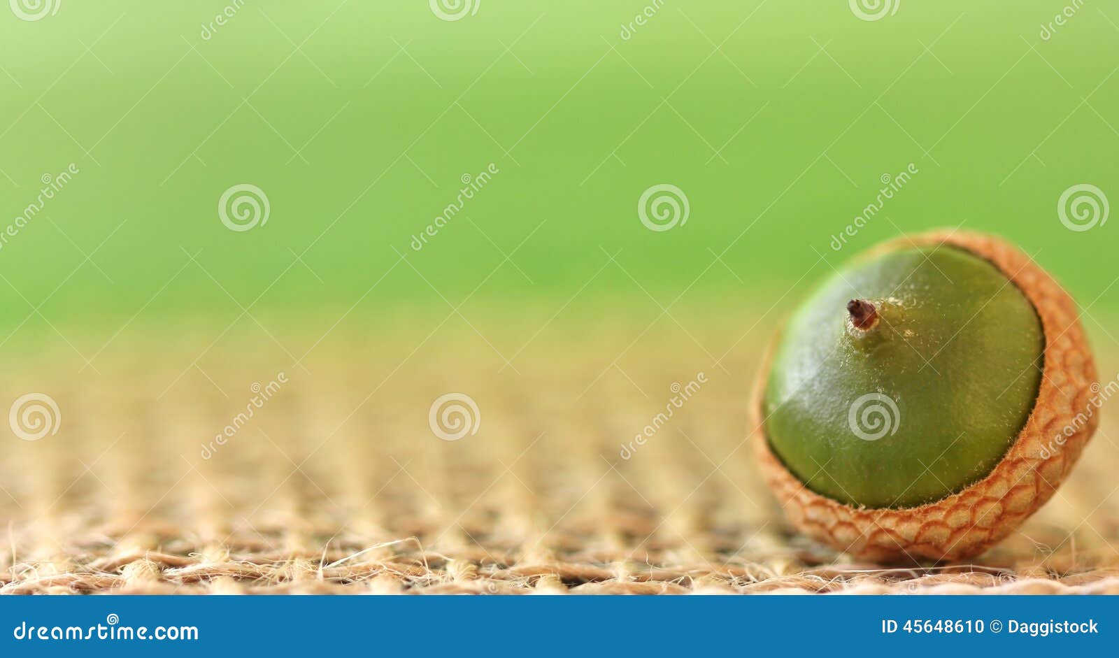 Single acorn stock photo. Image of life, copyspace, macro - 45648610