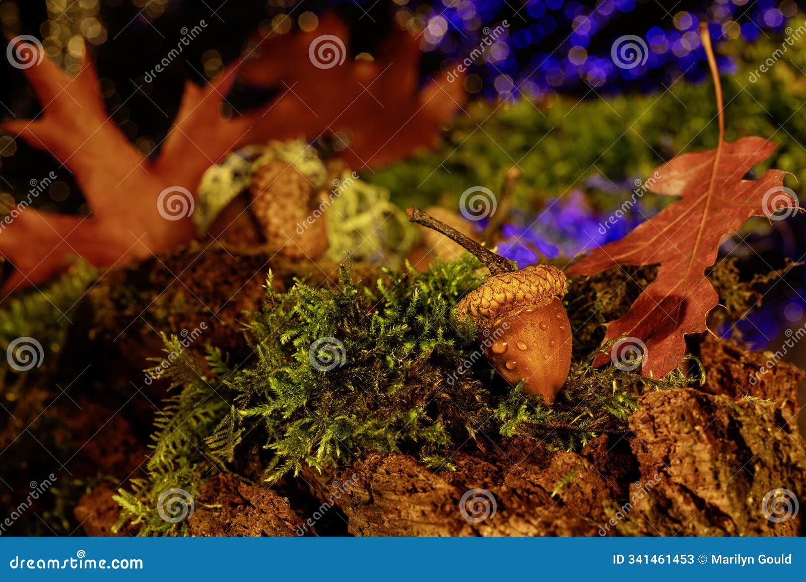 Single Acorn with Falling Leaves in Forest Stock Image - Image of bokeh ...