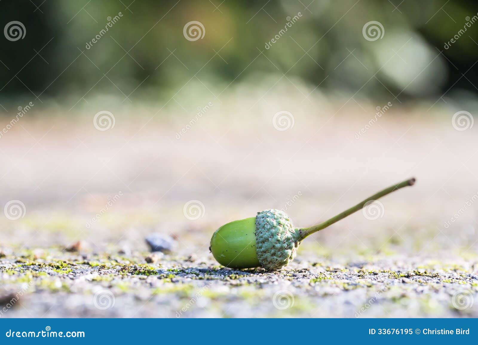 Single acorn stock image. Image of land, ground, autumn - 33676195