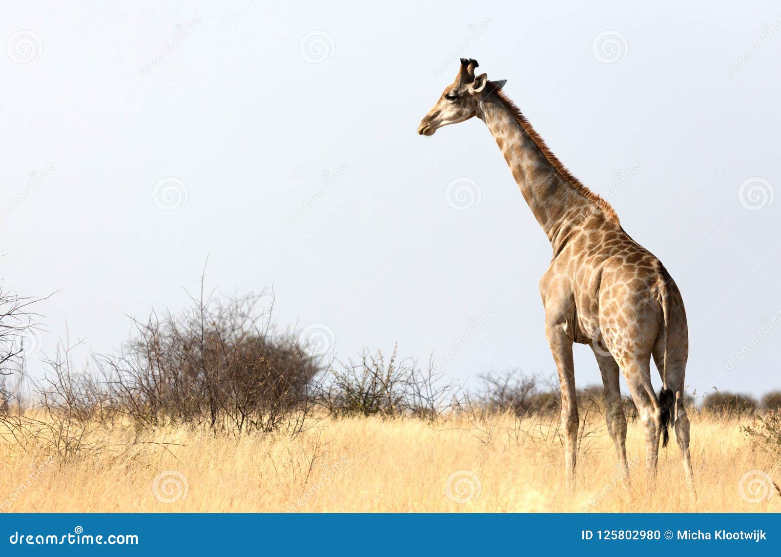 Single Adult Giraffe in the Kalahari Stock Photo - Image of brown ...