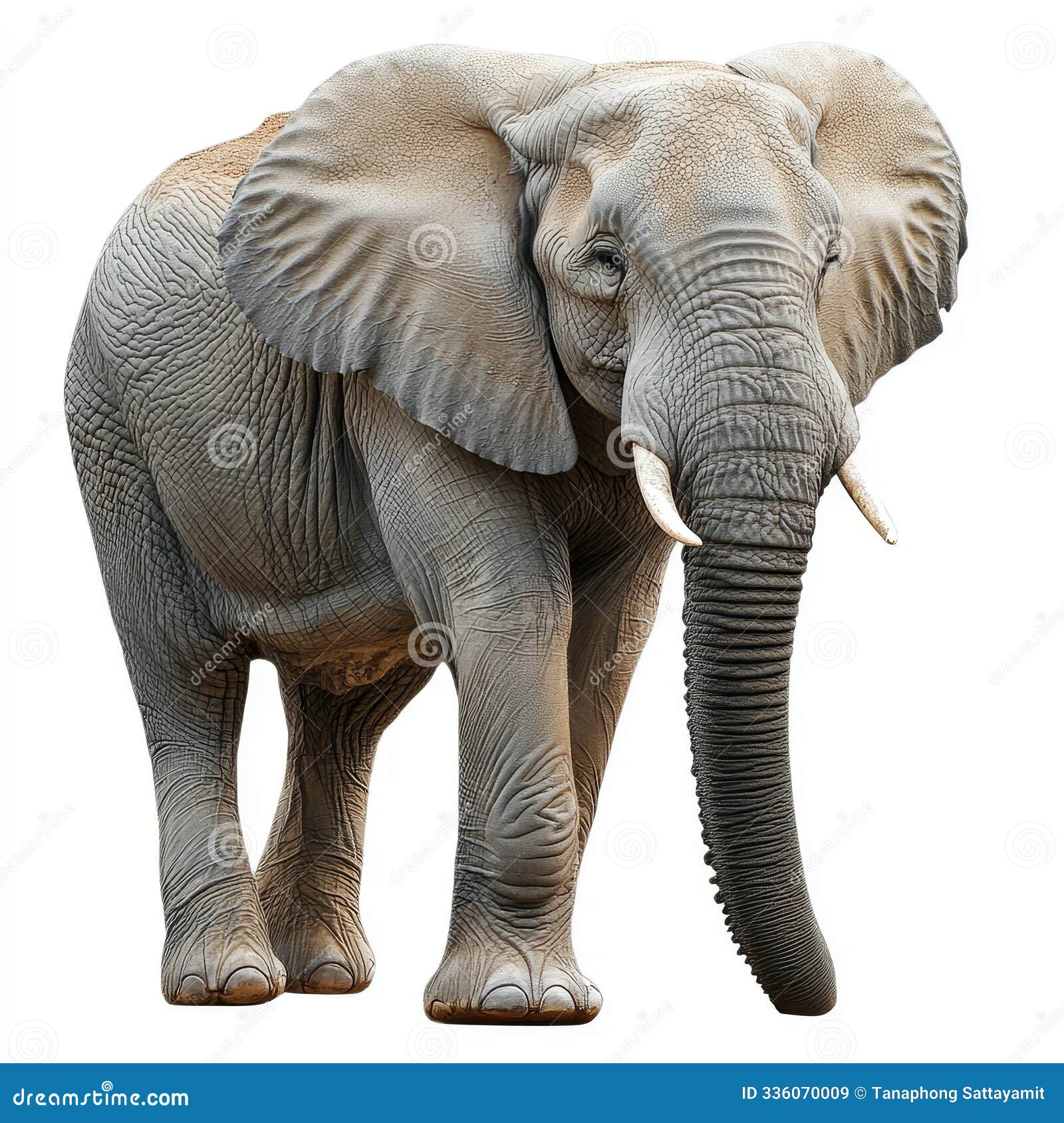 Majestic African Elephant Clipart Isolated on White Background Stock ...